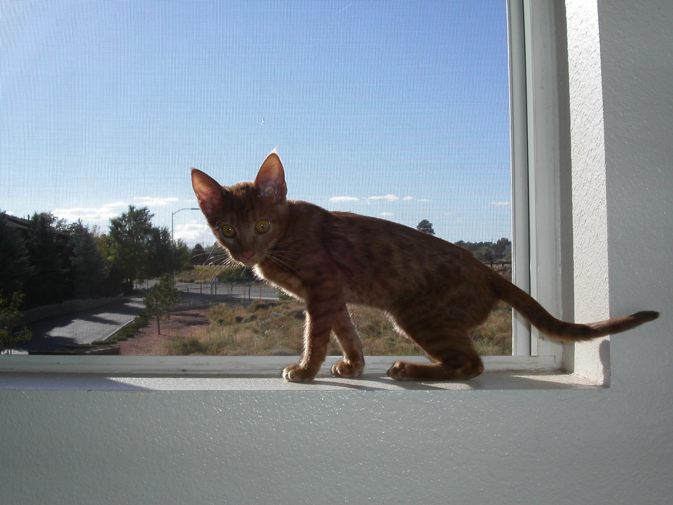 Cats